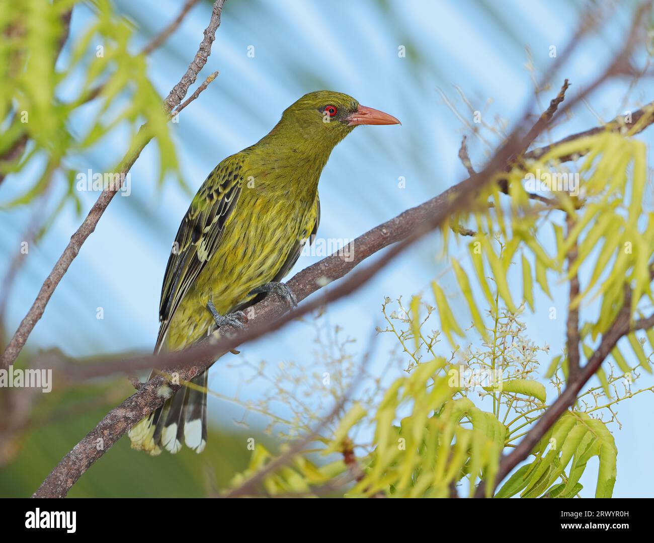 Australian yellow oriole hi-res stock photography and images - Alamy