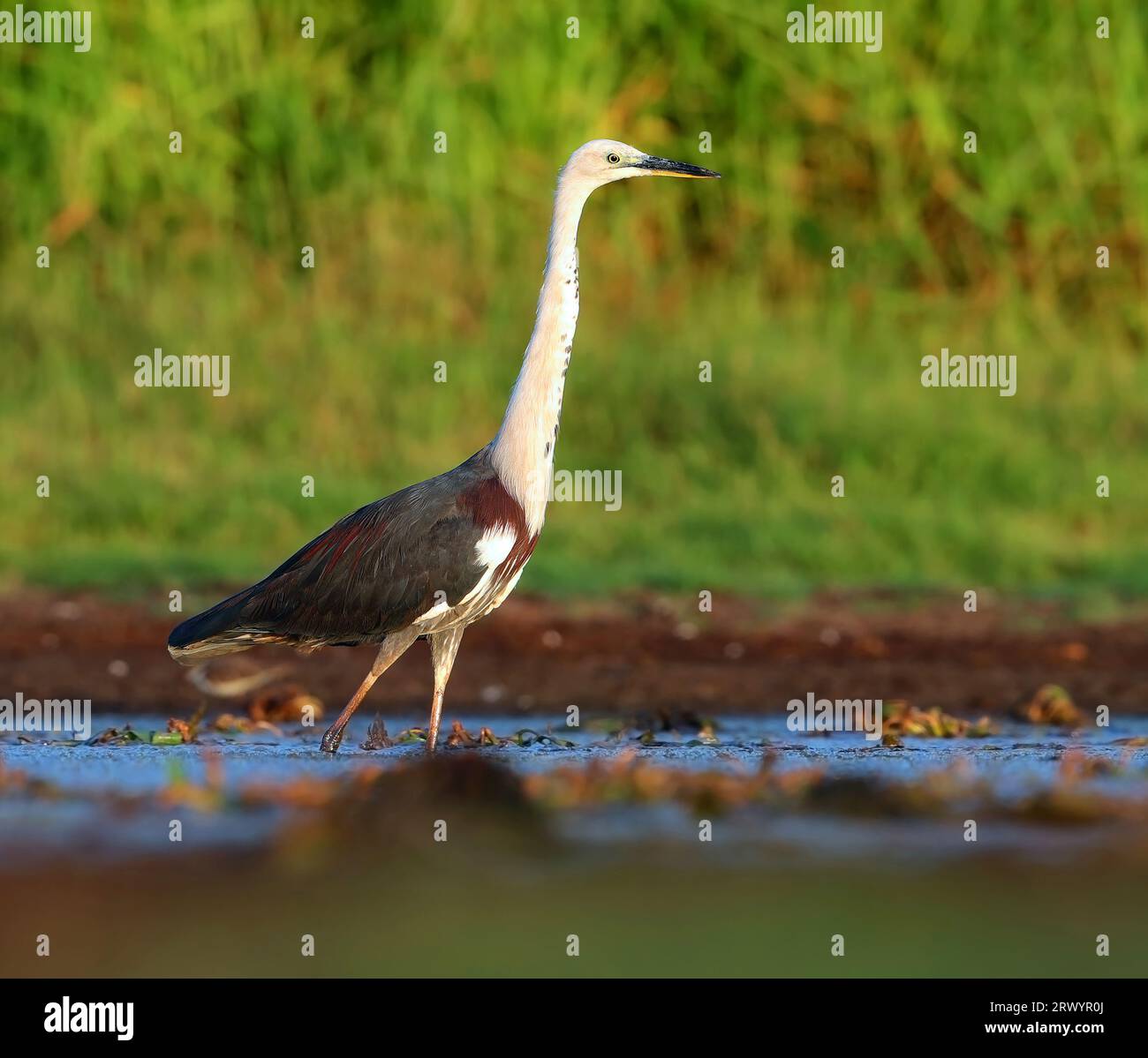 white-necked heron (Ardea pacifica), standing in shallow water ...