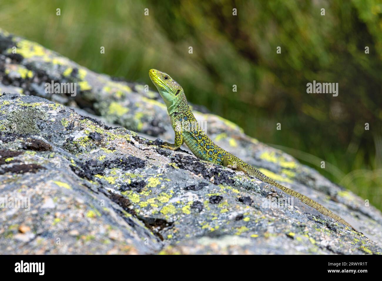 Ocellated lizard, Ocellated green lizard, Eyed lizard, Jewelled lizard (Timon lepidus, Lacerta ...