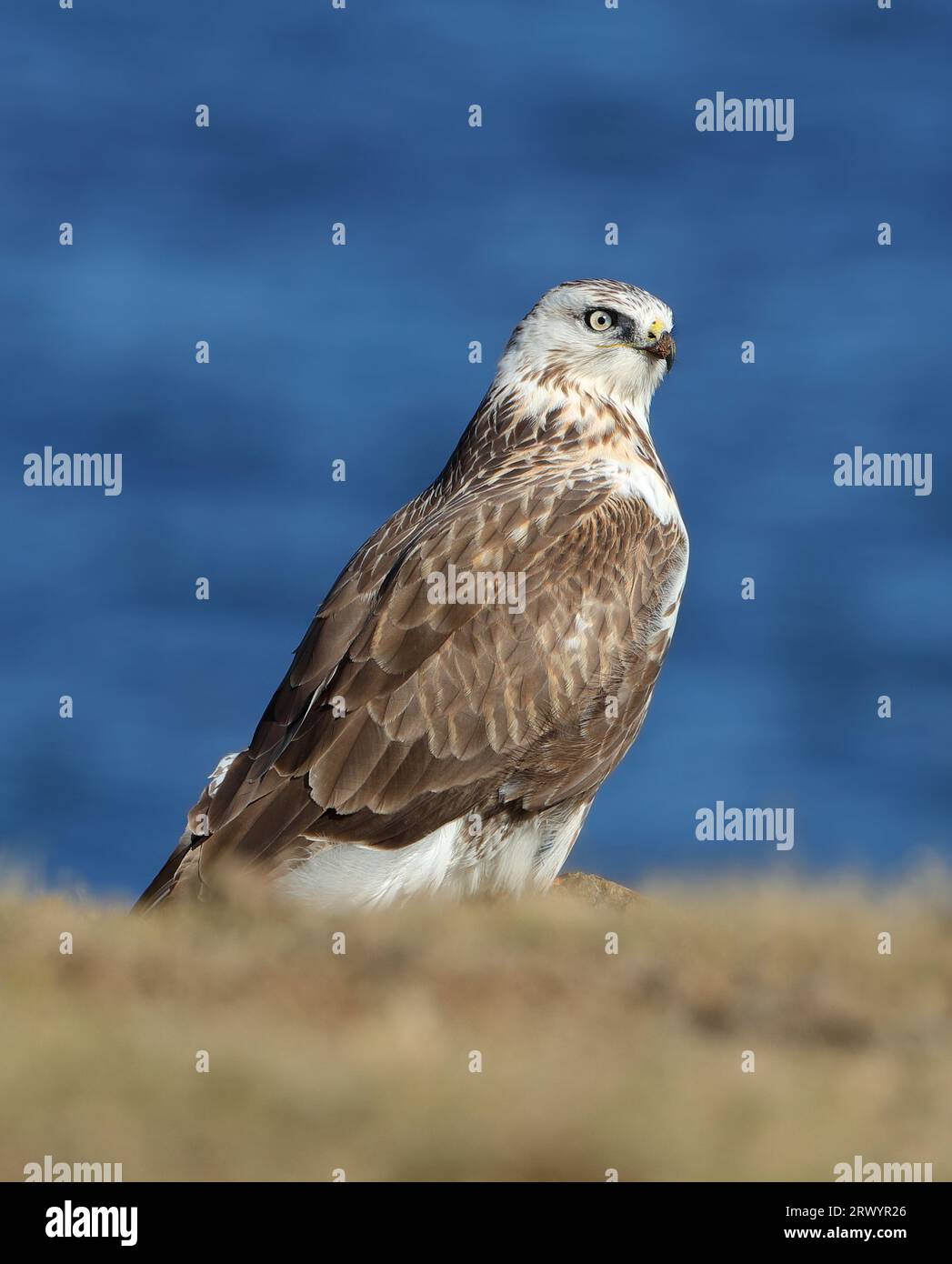 upland buzzard (Buteo hemilasius), sitting by the waterside, Mongolia ...