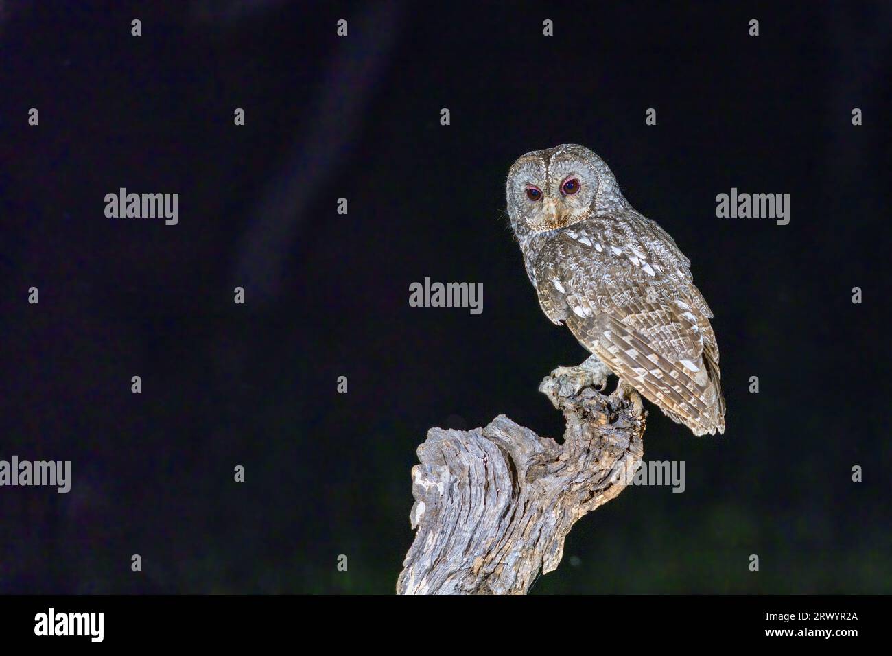 Eurasian tawny owl (Strix aluco), sitting on a dead tree, Spain ...