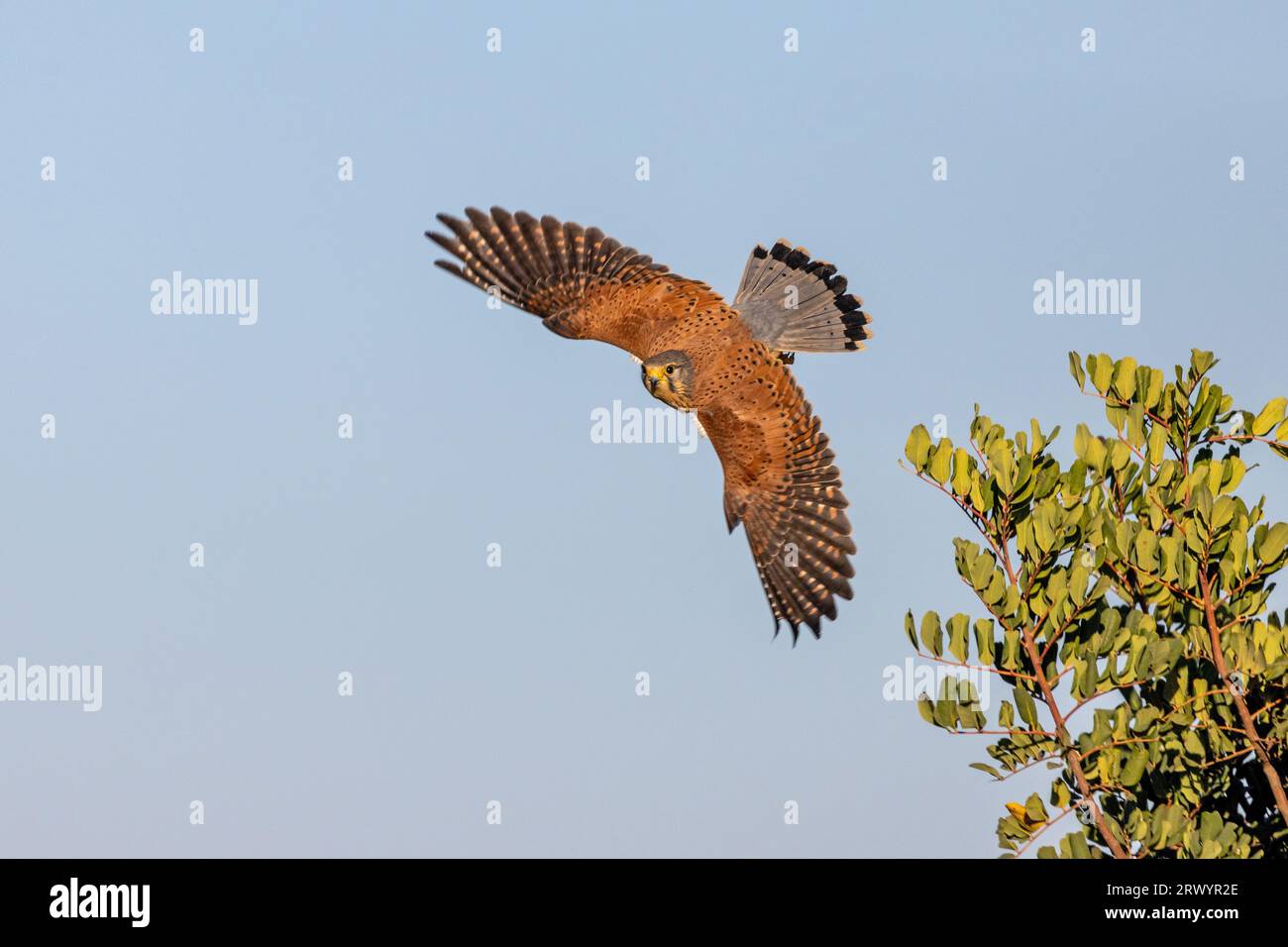 European Kestrel, Eurasian Kestrel, Old World Kestrel, Common Kestrel ...