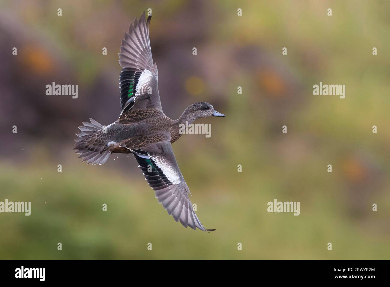 American wigeon (Anas americana, Mareca americana), juvenile in flight ...
