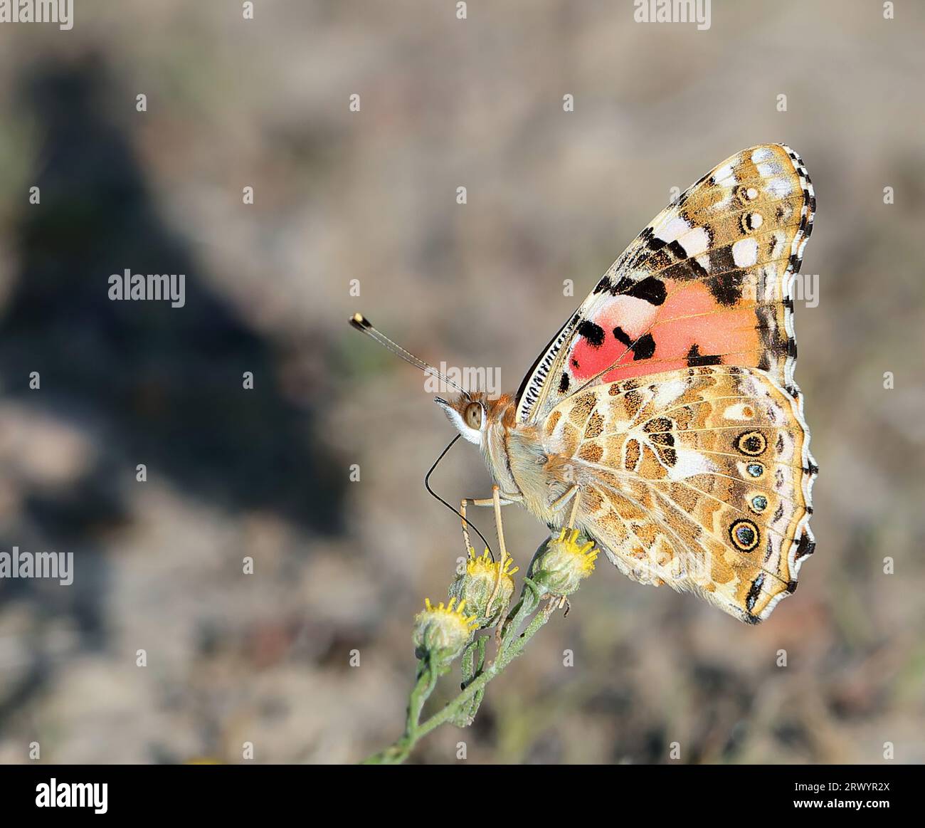 Painted lady (Cynthia cardui, Vanessa cardui, Pyrameis cardui), sitting ...