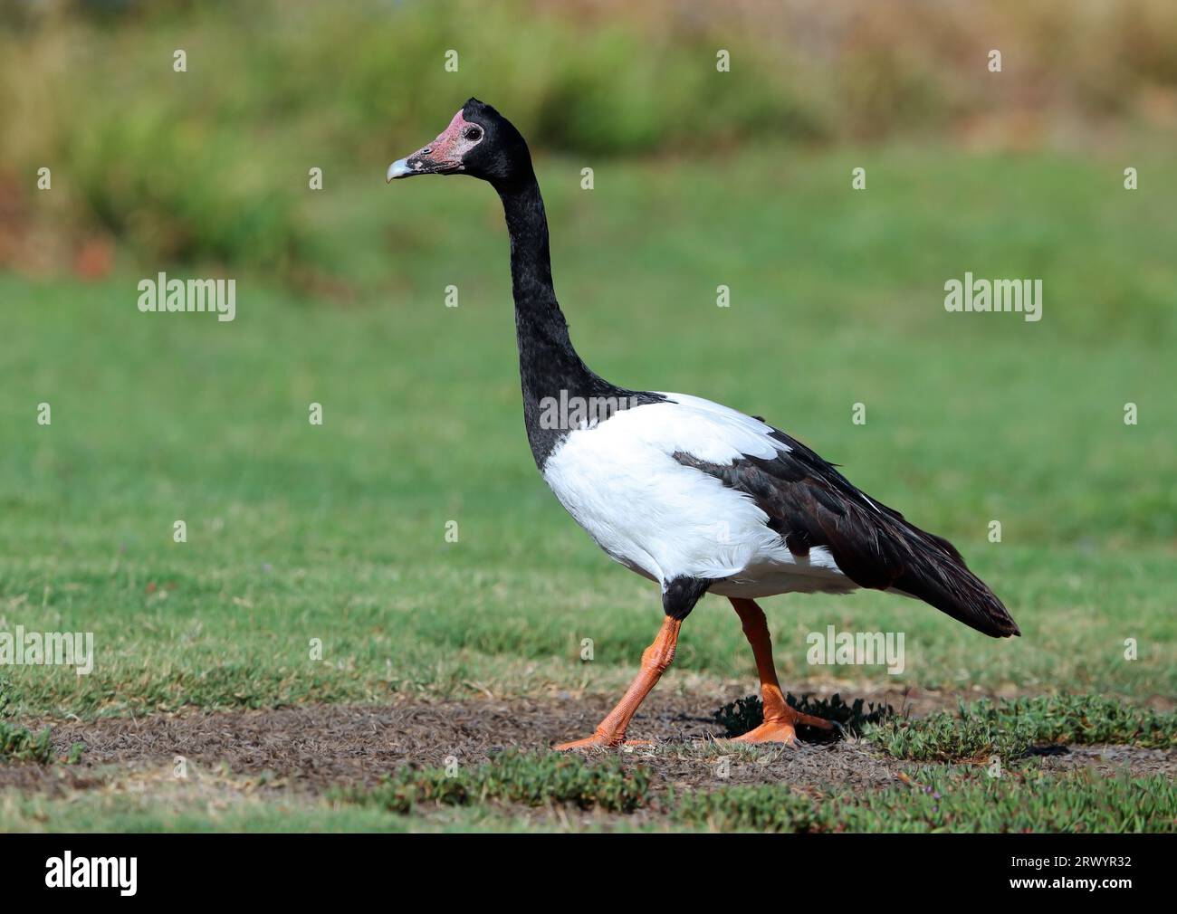 magpie goose (Anseranas semipalmata), walking, Australia, Queensland ...