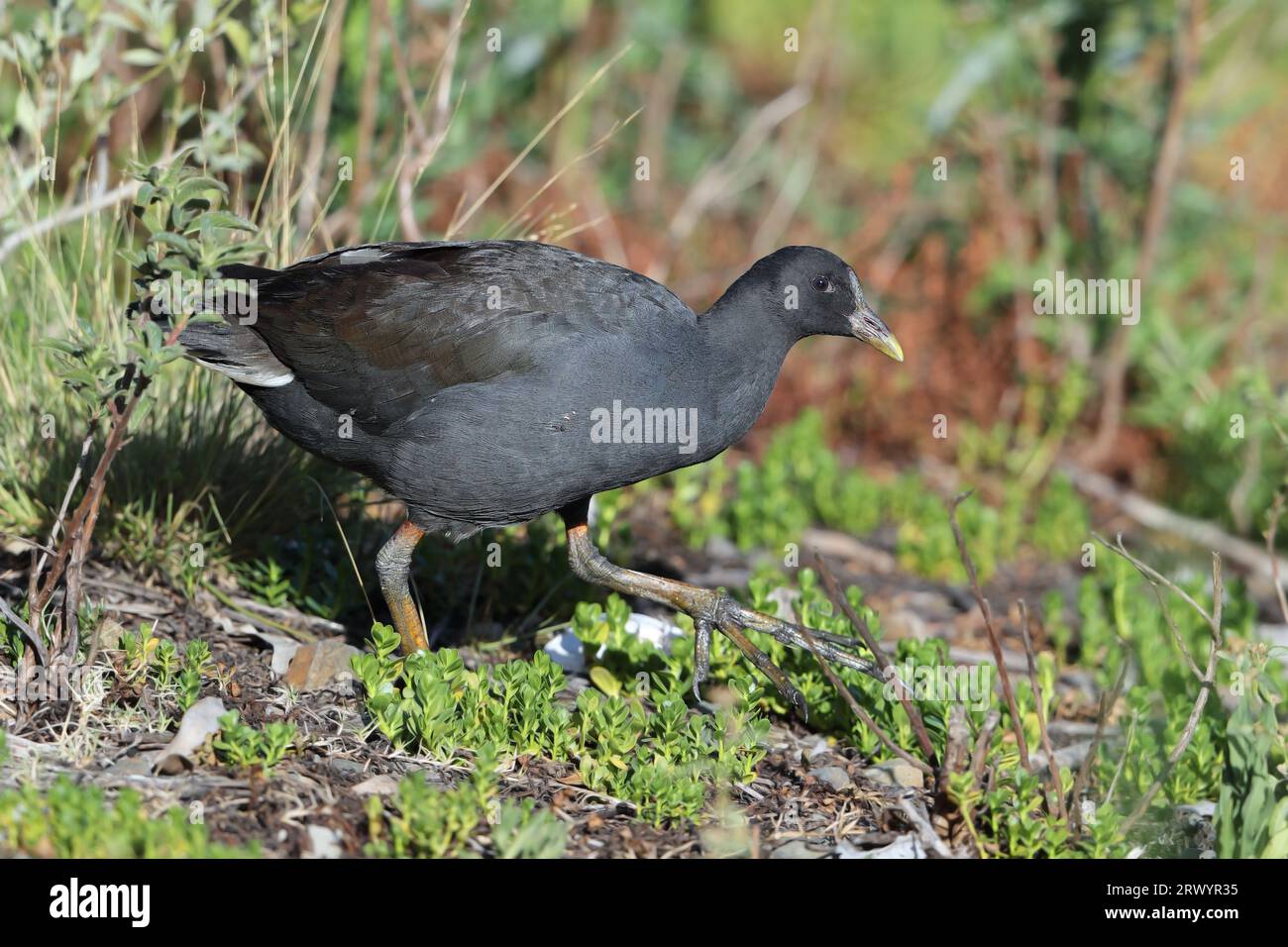 dusky moorhen (Gallinula tenebrosa), Immature walking on the ground ...