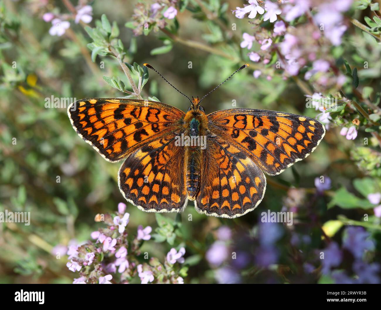 knapweed fritillary (Melitaea phoebe), sitting on flowers, France Stock ...