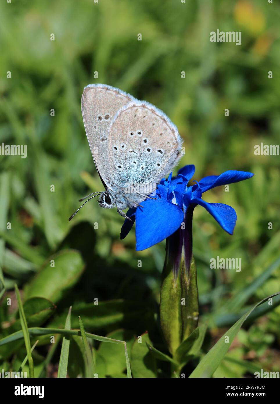 large blue (Phengaris arion, Maculinea arion, Glaucopsyche arion ...