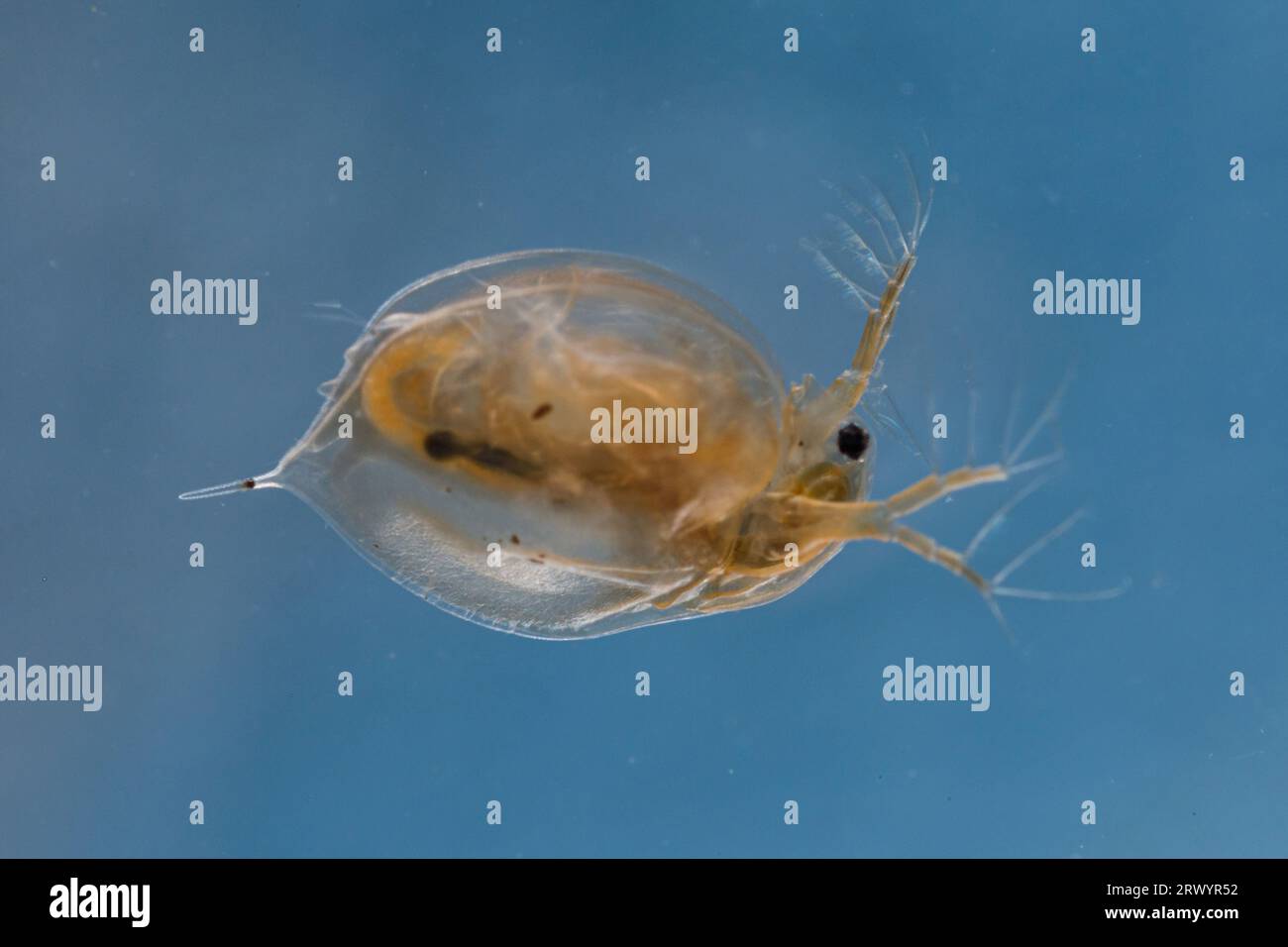 common water flea (Daphnia pulex), just before skinning Stock Photo - Alamy