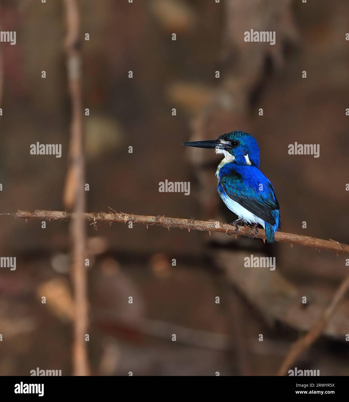 Little kingfisher (Ceyx pusillus), sitting on a branch, Australia Stock ...