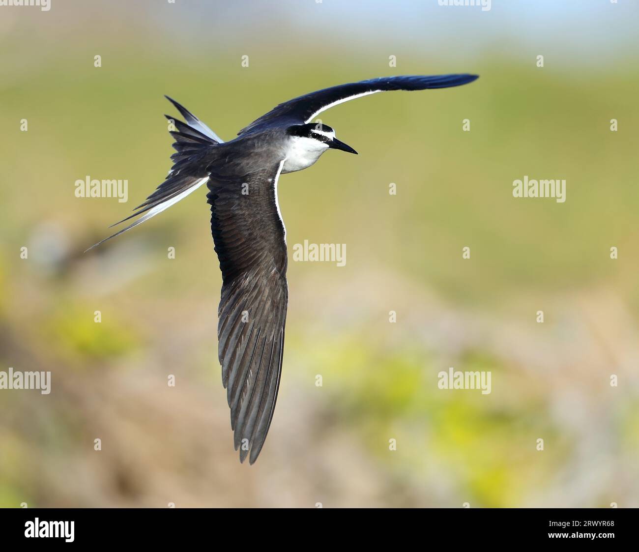 bridled tern (Sterna anaethetus, Onychoprion anaethetus), in flight ...