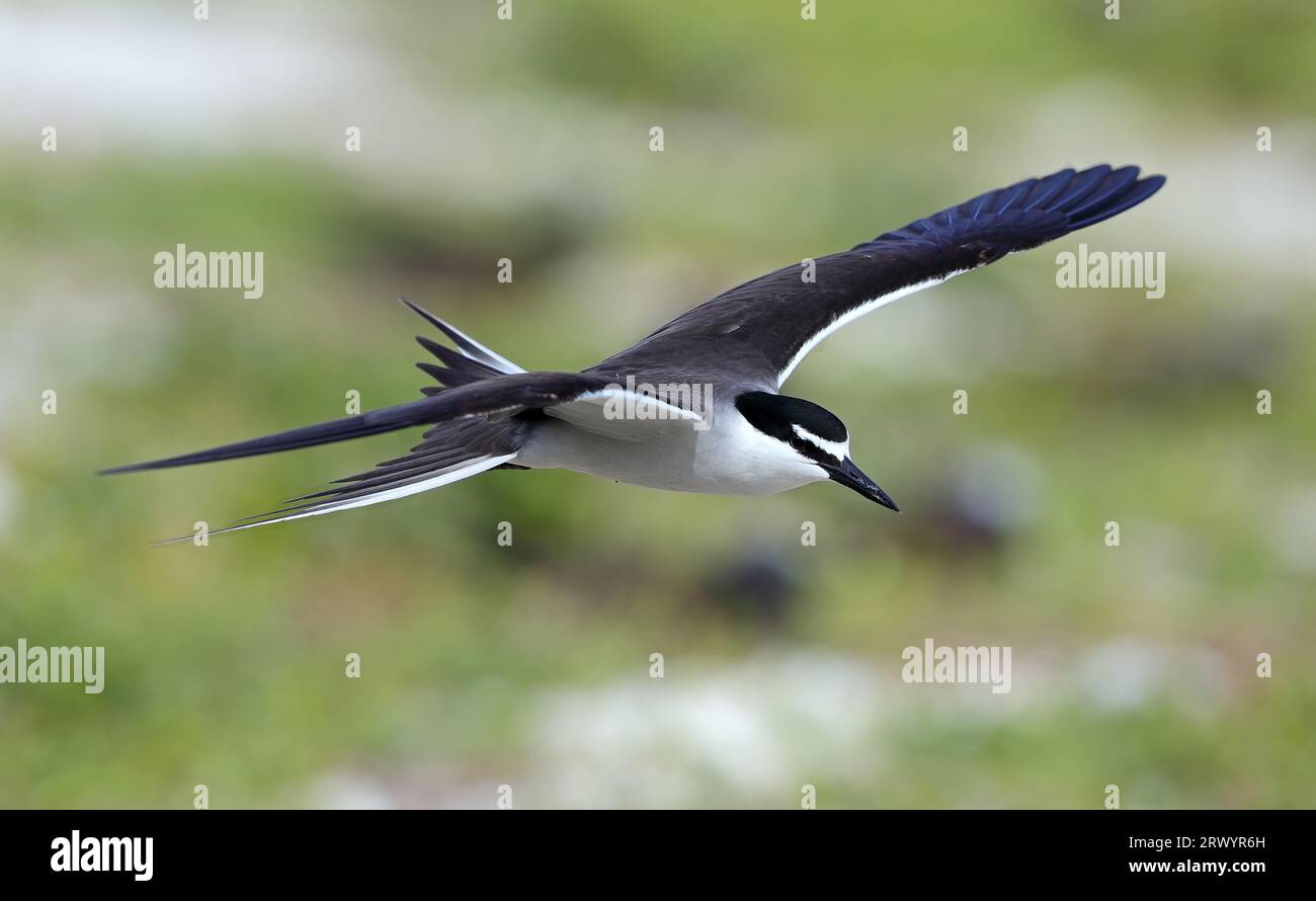 bridled tern (Sterna anaethetus, Onychoprion anaethetus), in flight ...