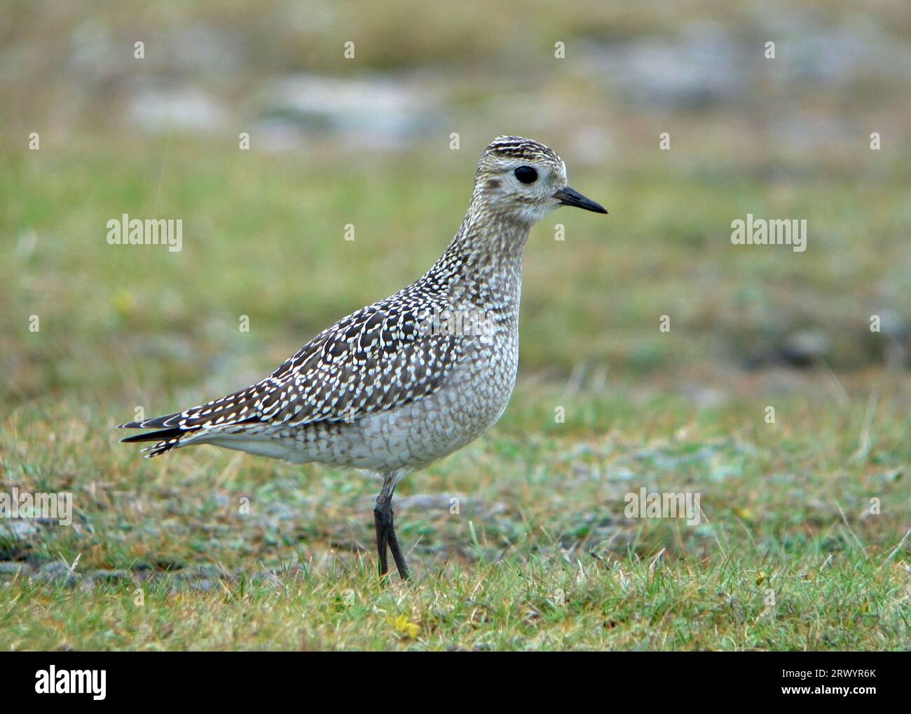 European golden plover (Pluvialis apricaria), grey individual sitting ...