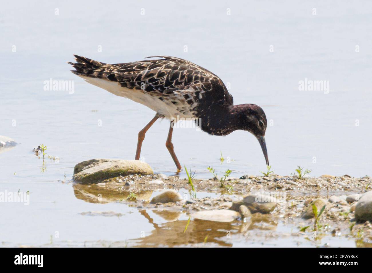 ruff (Alidris pugnax, Philomachus pugnax, Calidris pugnax), male at ...