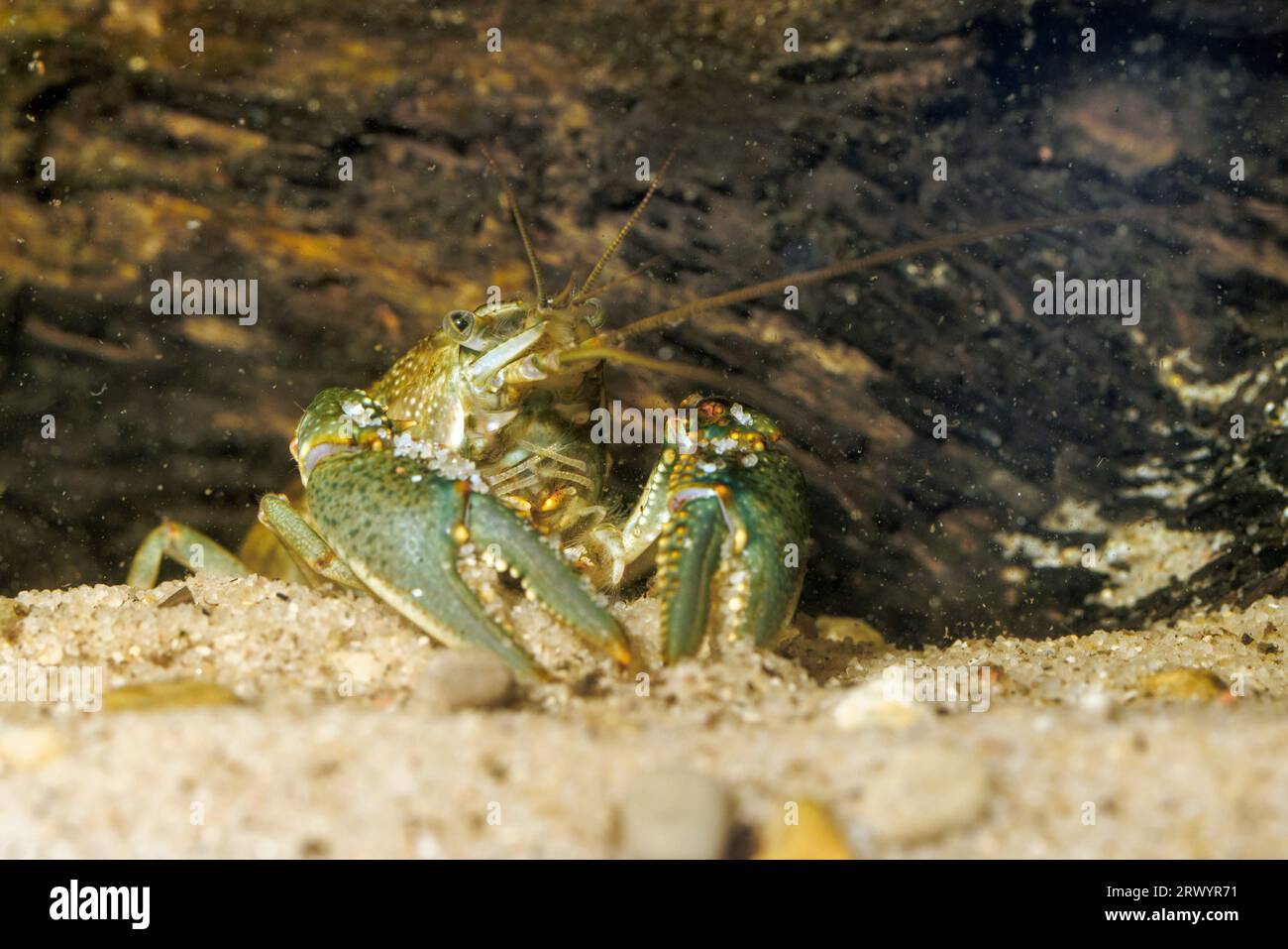 Crayfish hi-res stock photography and images - Alamy