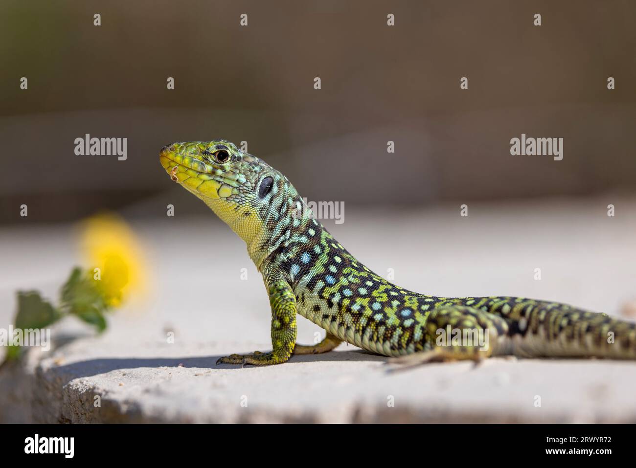 Be jewelled hi-res stock photography and images - Alamy