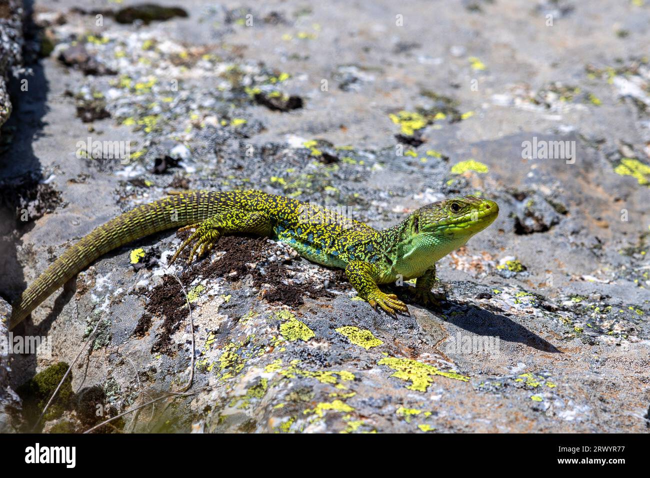 Ocellated lizard, Ocellated green lizard, Eyed lizard, Jewelled lizard ...