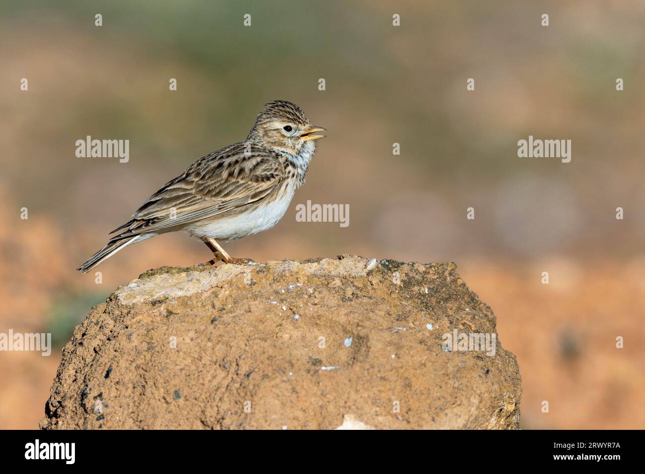 lesser short-toed lark (Calandrella rufescens, Alaudala rufescens ...