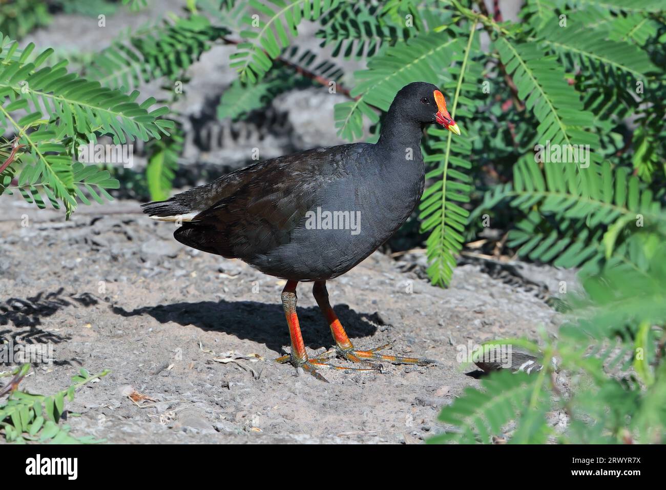 dusky moorhen (Gallinula tenebrosa), side view, Australia, Queensland ...