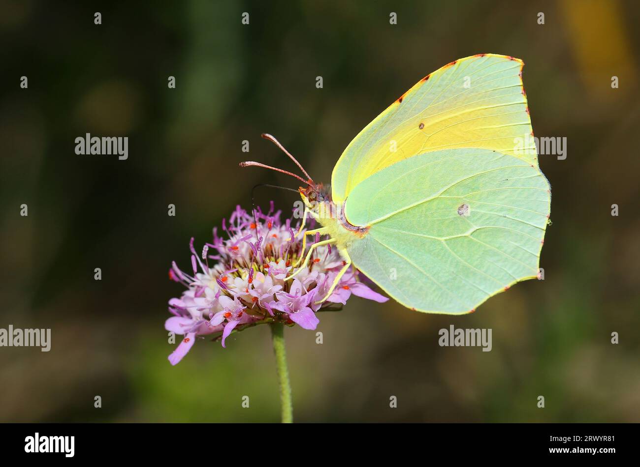 Cleopatra butterfly hi-res stock photography and images - Alamy