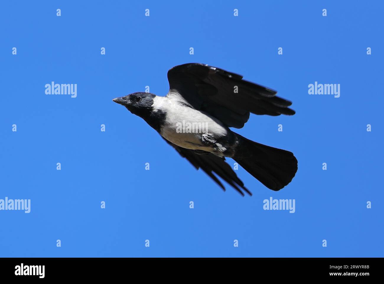 Daurian jackdaw (Corvus dauuricus), adult in flight, Mongolia Stock ...