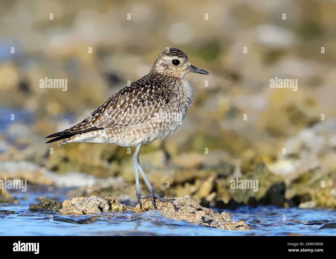 Pacific golden plover (Pluvialis fulva), sitting on the ground ...