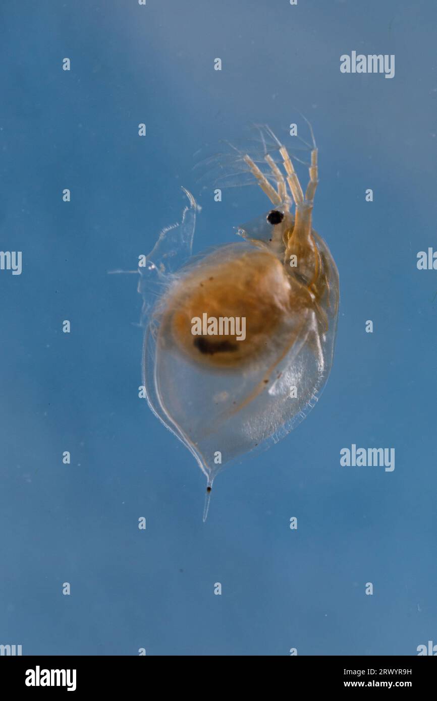 common water flea (Daphnia pulex), start of skinning, hatching from ...