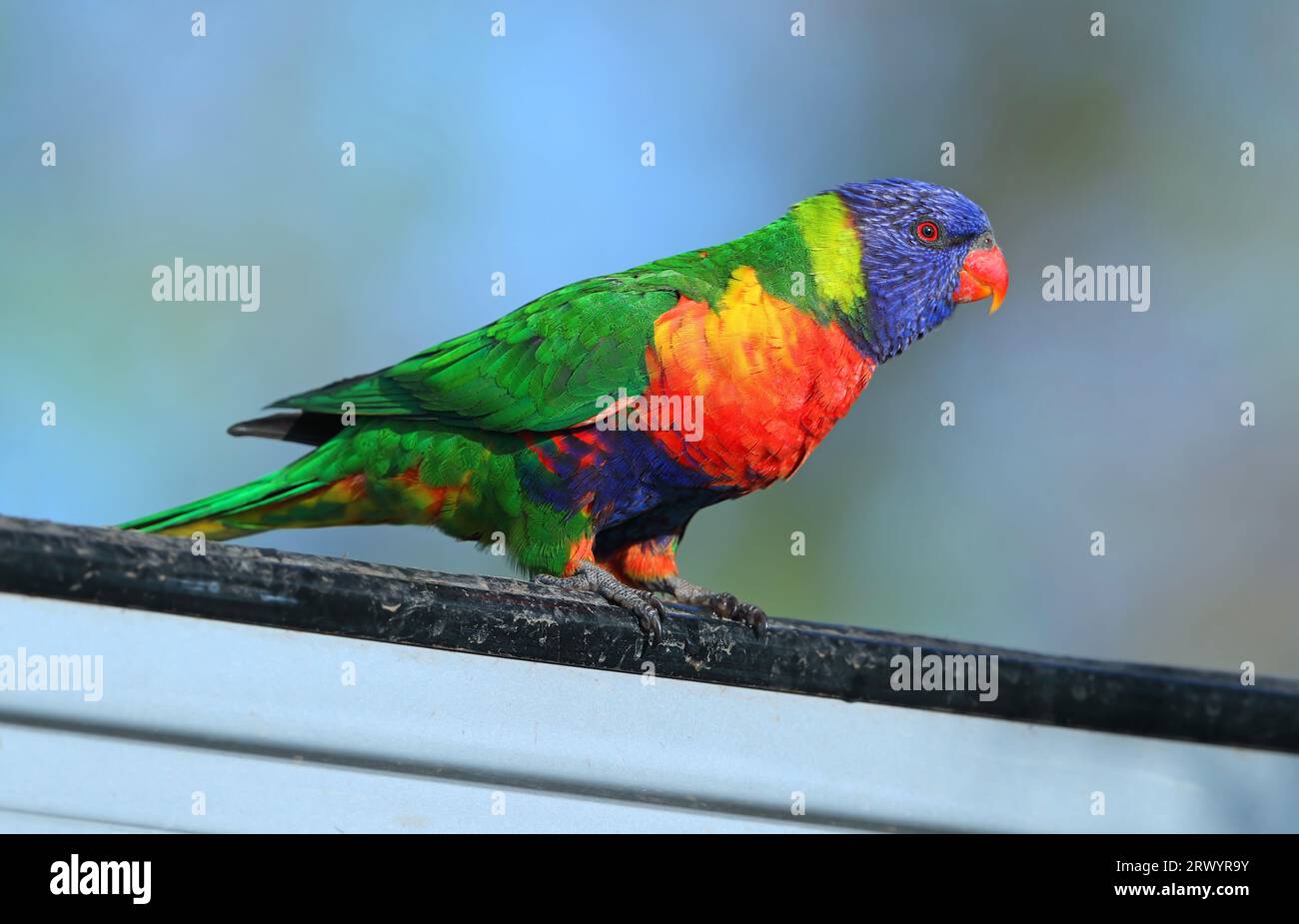 Coconut lorikeet, Green-naped lorikeet (Trichoglossus haematodus ...