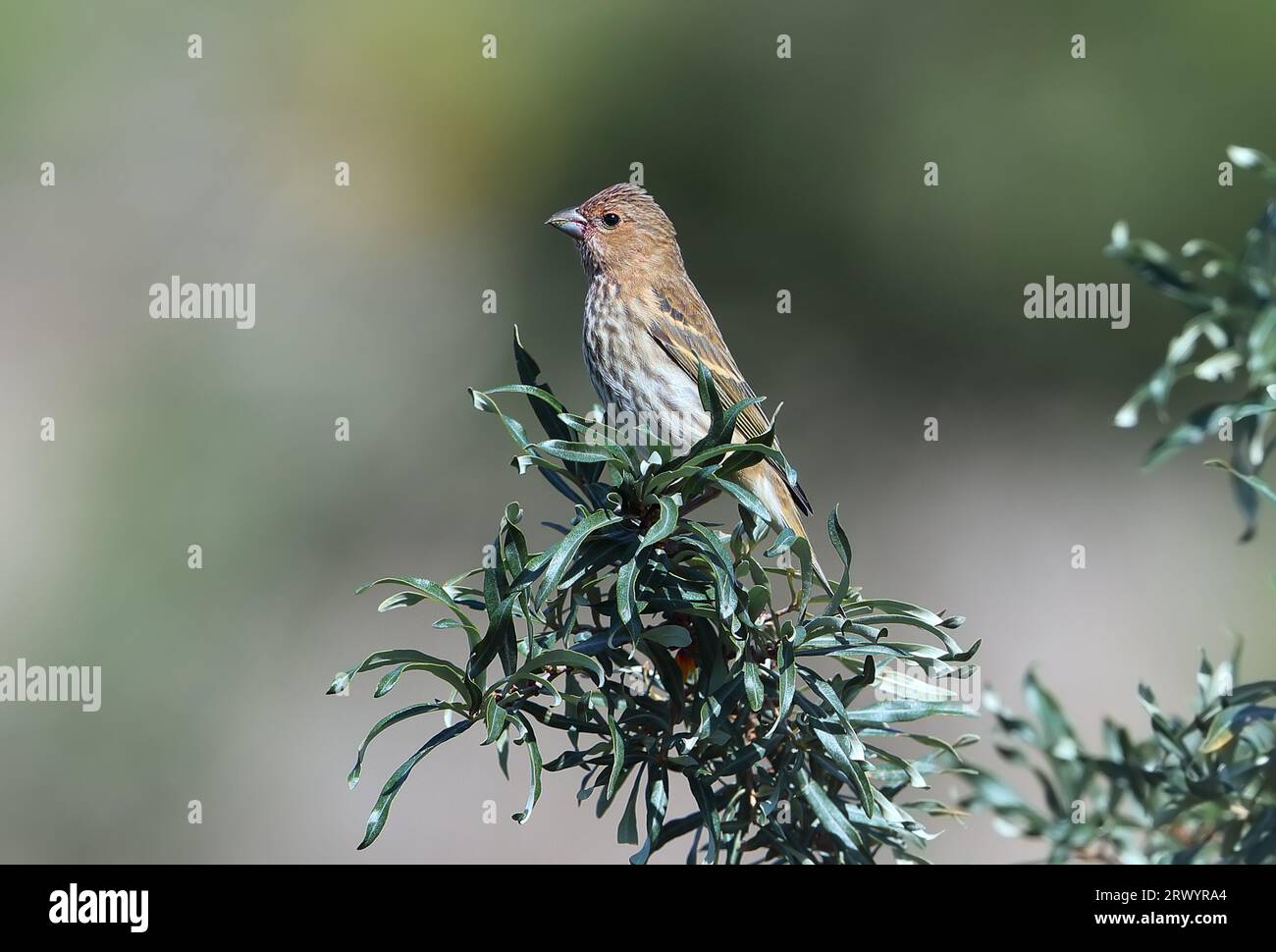 Common rosefinch (Carpodacus erythrinus), First-winter sitting on a ...