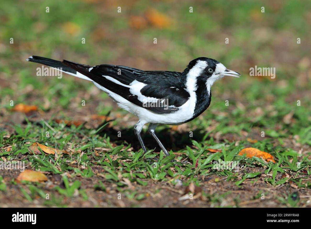 magpie lark (Grallina cyanoleuca), walking on a lawn, Australia Stock ...