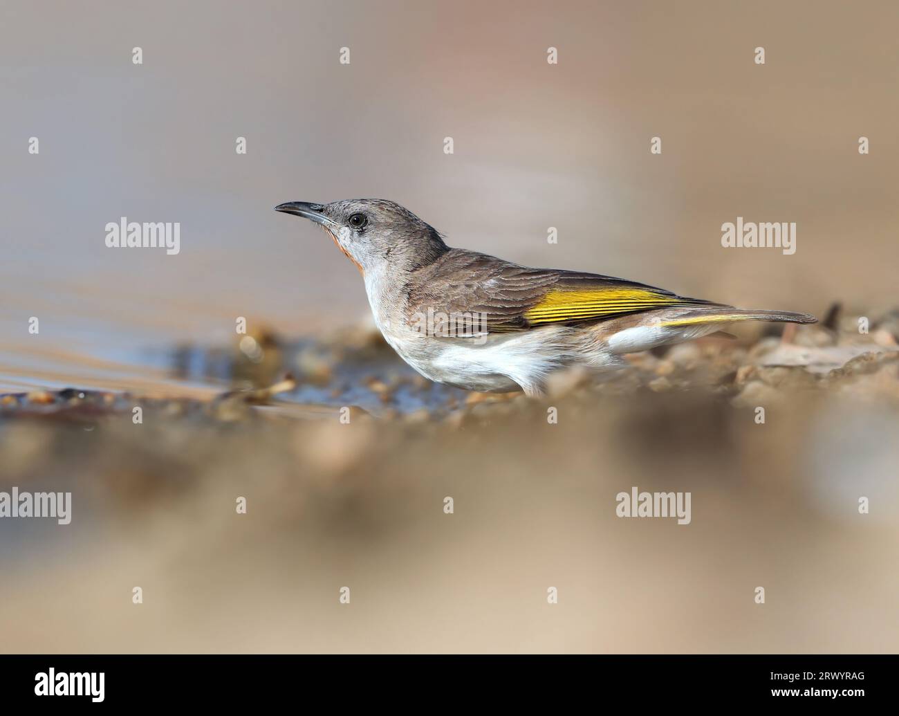 red-throated honeyeater (Conopophila rufogularis), sitting on the ...