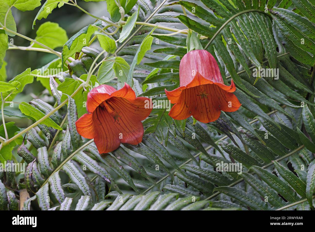 Canary bellflower (Canarina canariensis), flowers, Canary Islands, La ...