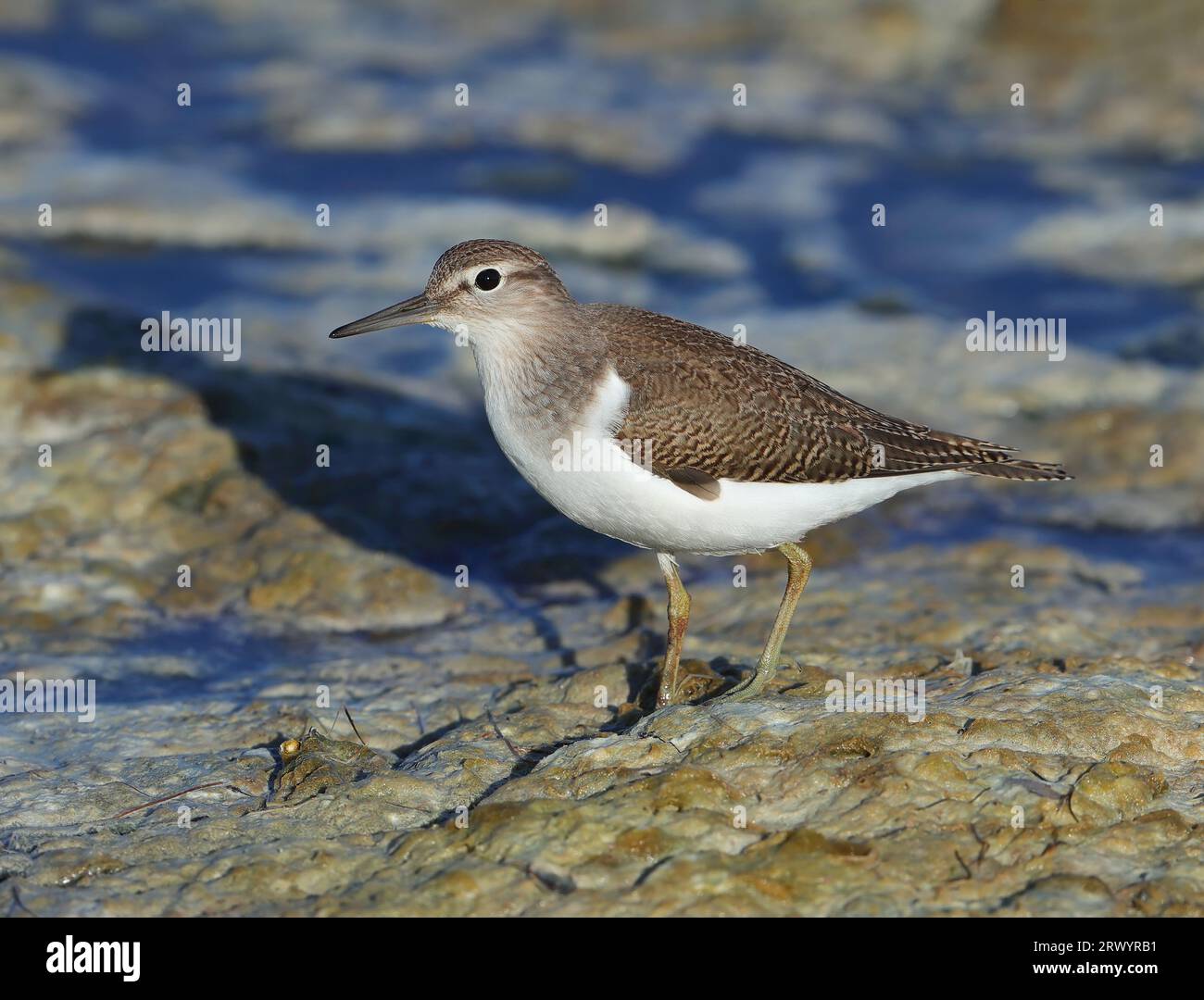 common sandpiper (Tringa hypoleucos, Actitis hypoleucos), juvenile at ...