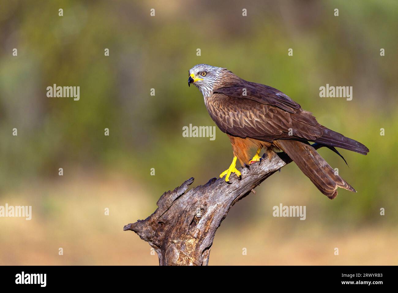 Black kite, Yellow-billed kite (Milvus migrans), sitting on a dead tree ...