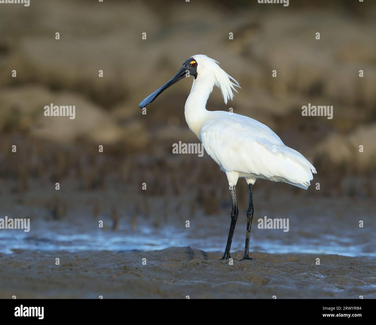 Flat spoonbill hi-res stock photography and images - Alamy