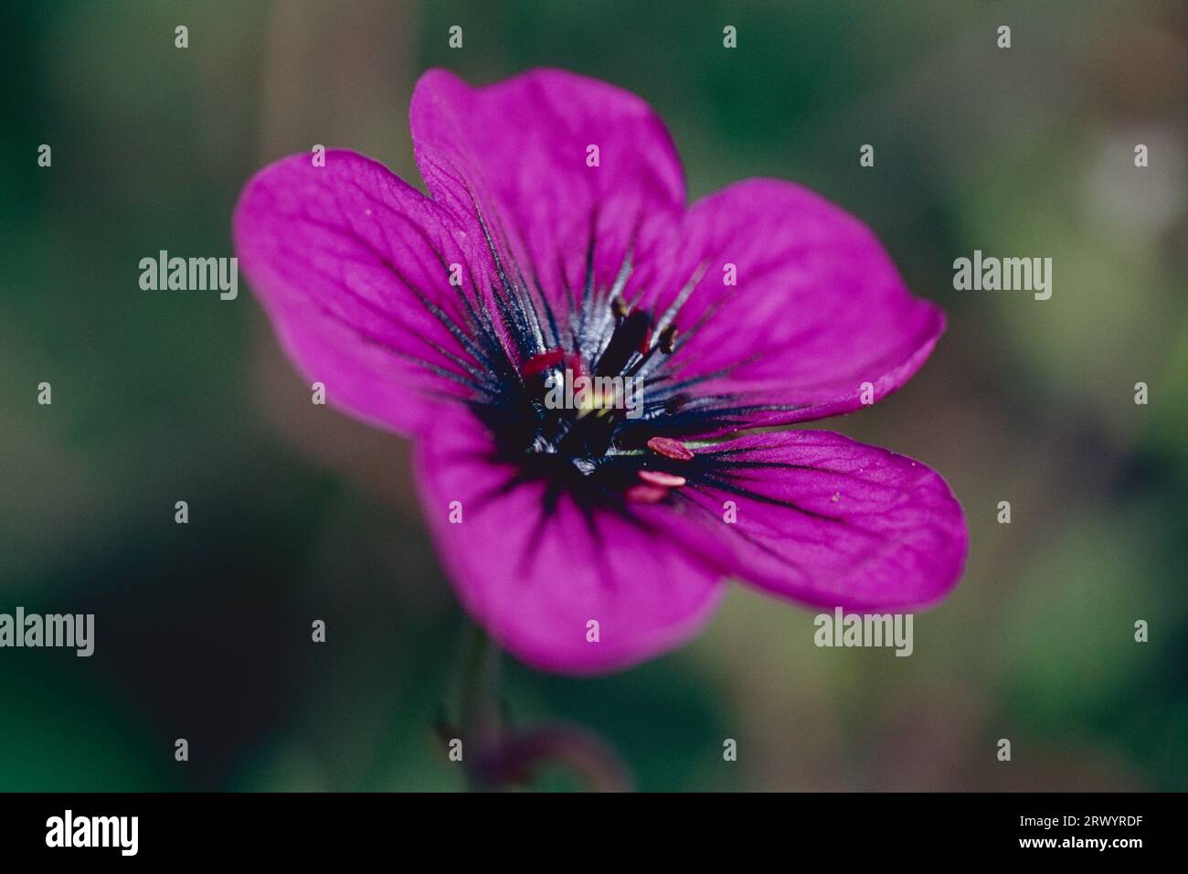 Geranium ann folkard hi-res stock photography and images - Alamy