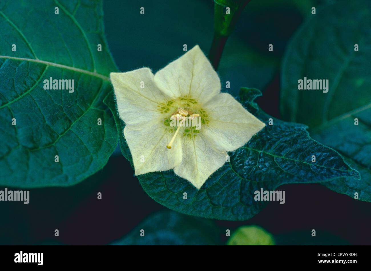 Physalis lanterns hi-res stock photography and images - Alamy