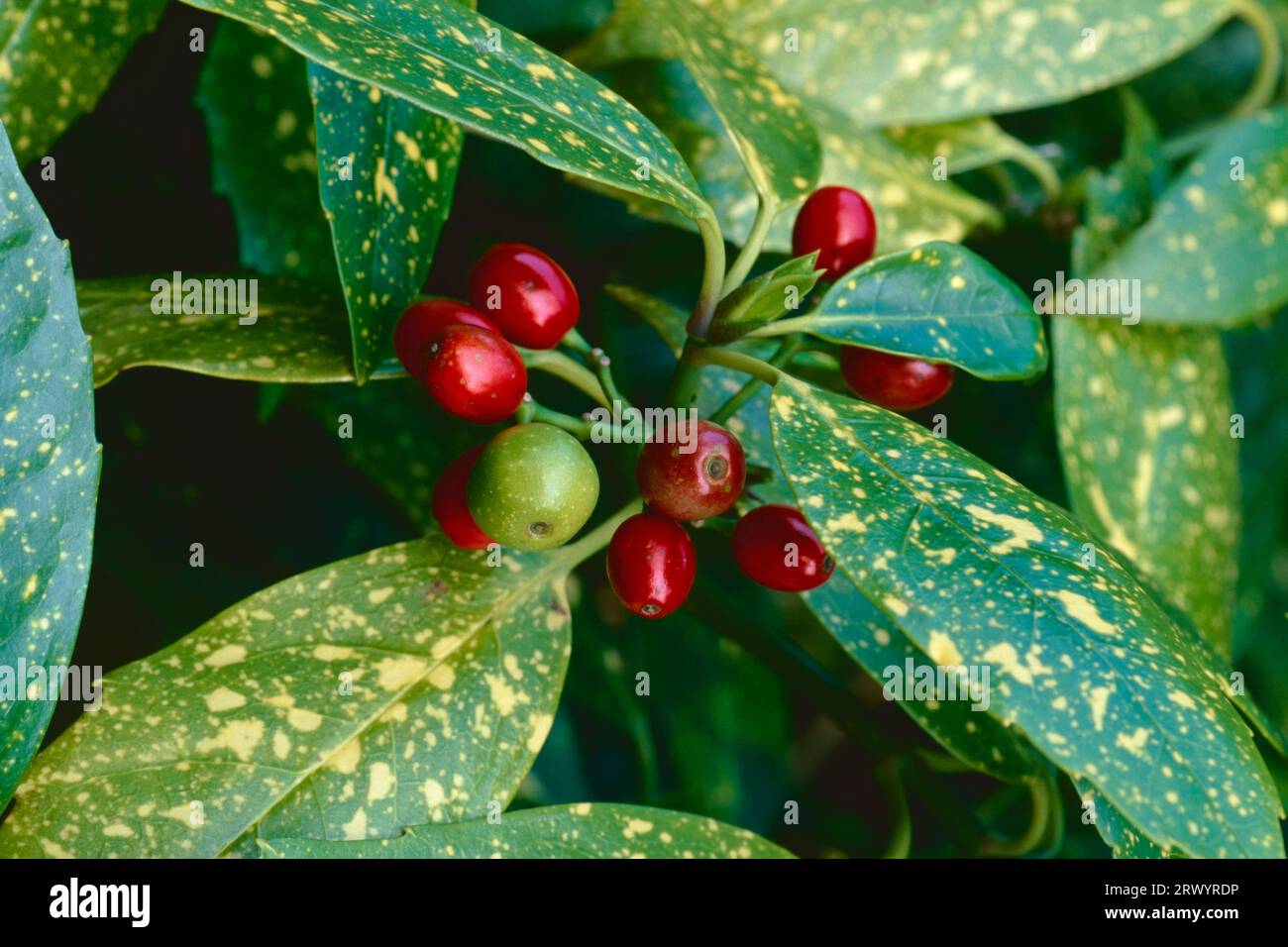 Aucuba japonica 'variegata' Stock Photo - Alamy