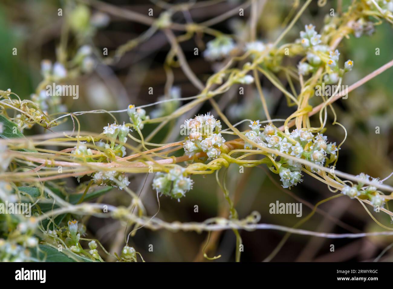 twining stem of Parasitic plant Dodder Stock Photo - Alamy