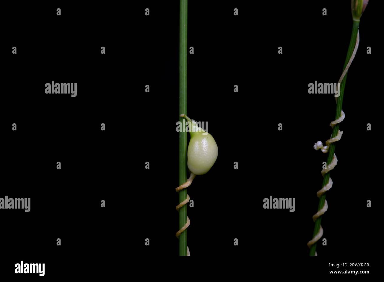 twining stem of Parasitic plant Dodder Stock Photo - Alamy