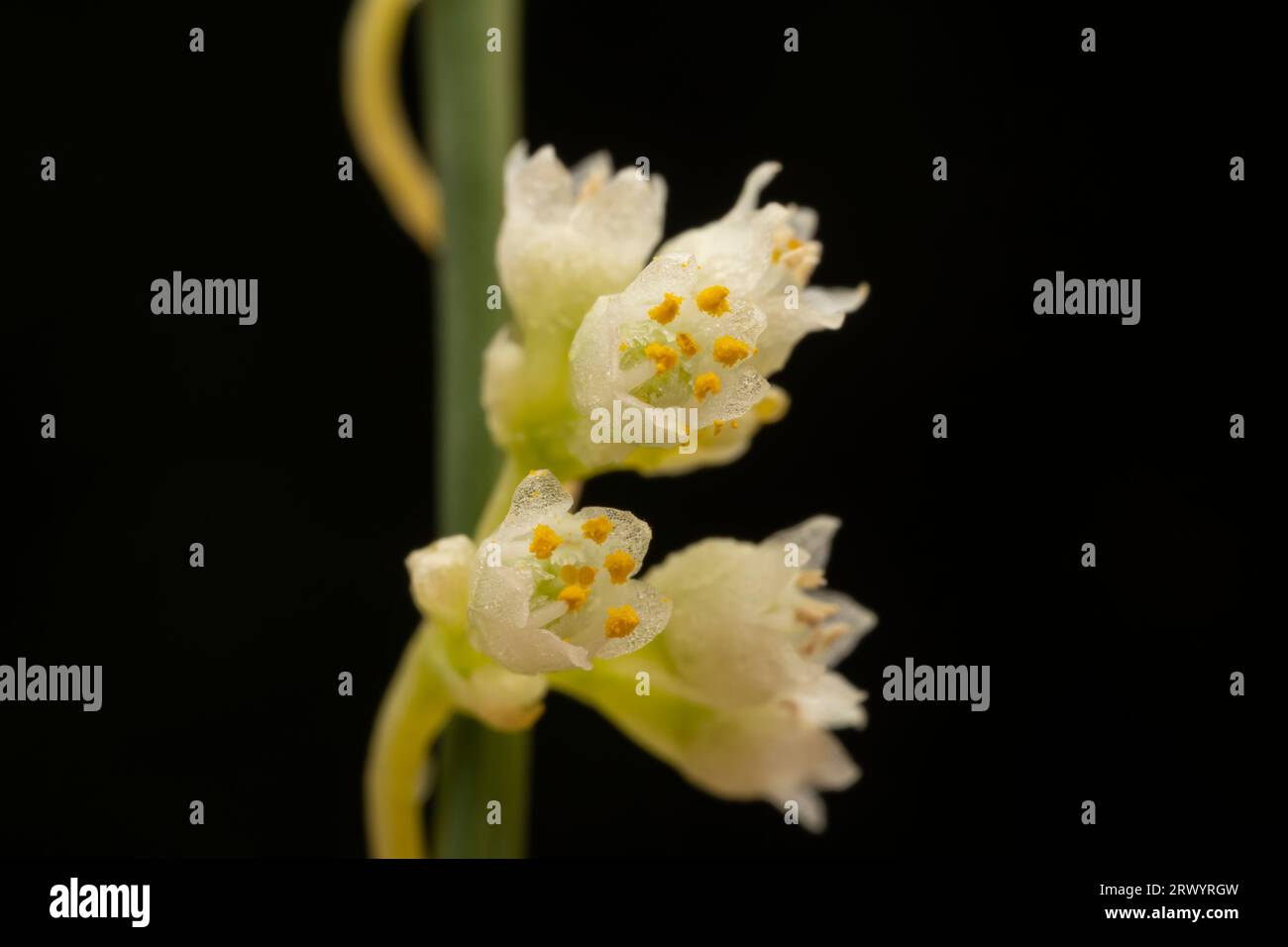 flowers of Parasitic plant Dodder Stock Photo - Alamy
