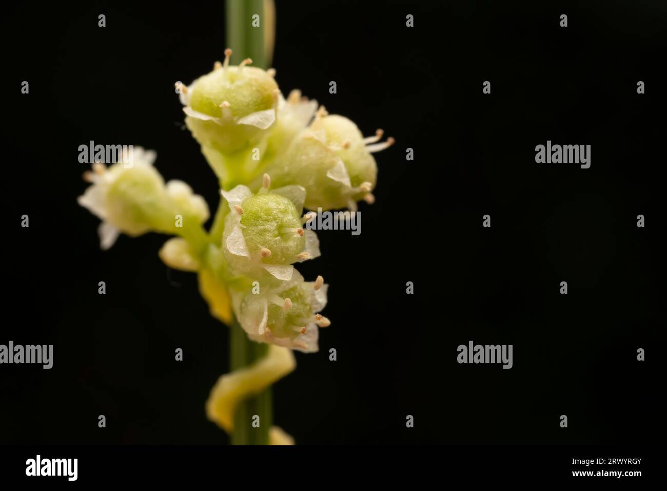 flowers of Parasitic plant Dodder Stock Photo - Alamy