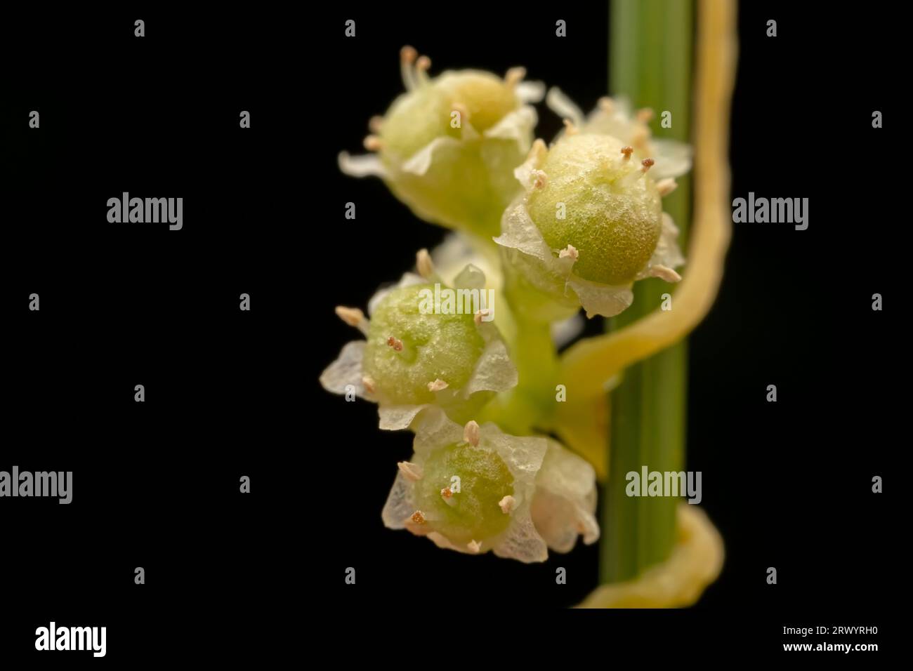 flowers of Parasitic plant Dodder Stock Photo - Alamy