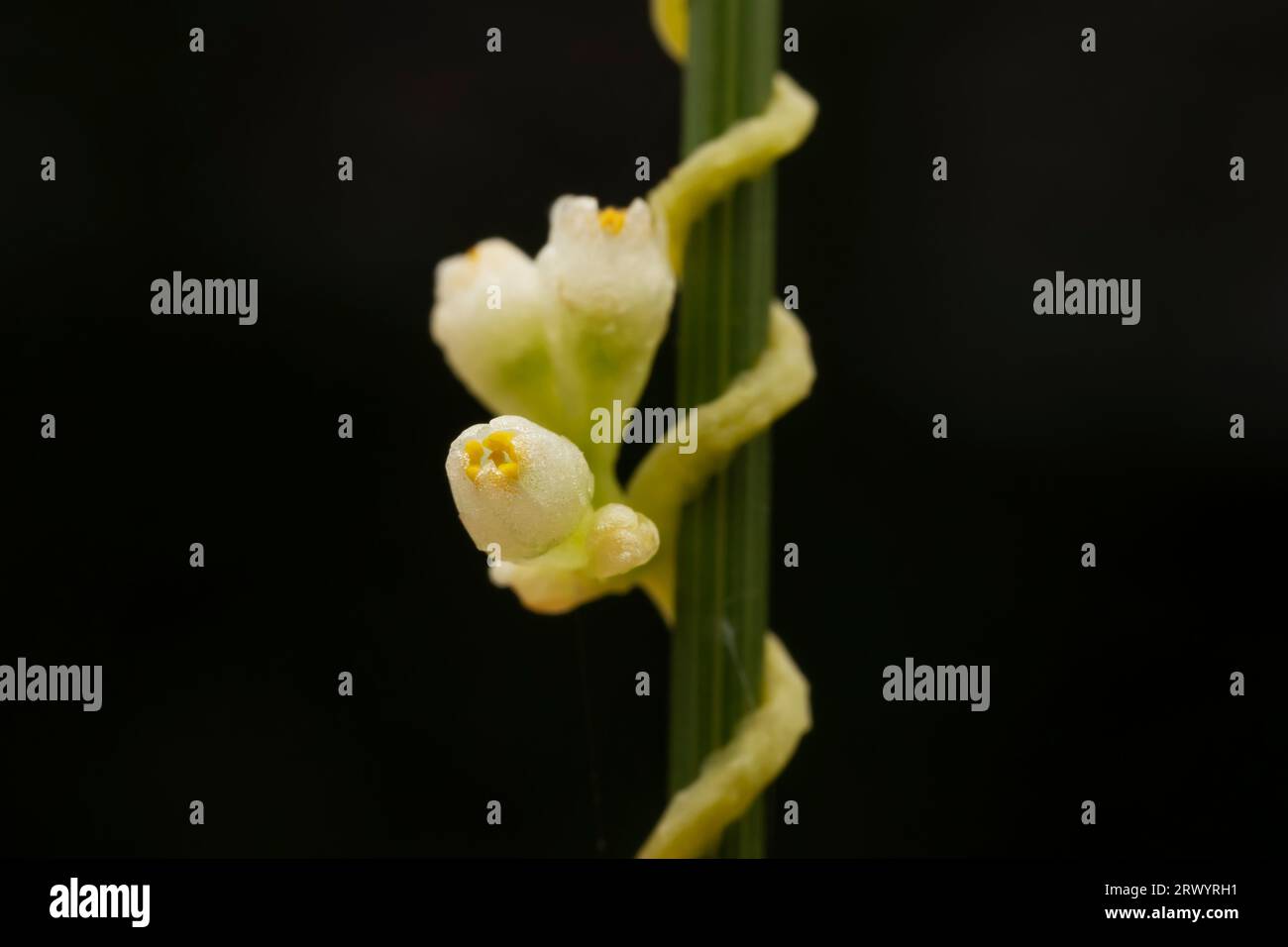 Dodder vine with flowers hi-res stock photography and images - Alamy