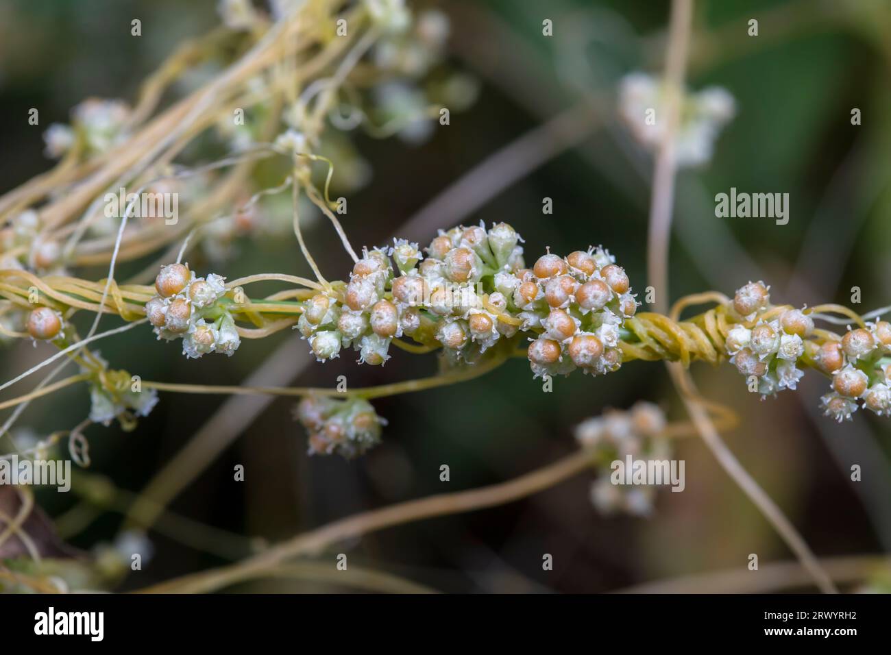 twining stem of Parasitic plant Dodder Stock Photo - Alamy