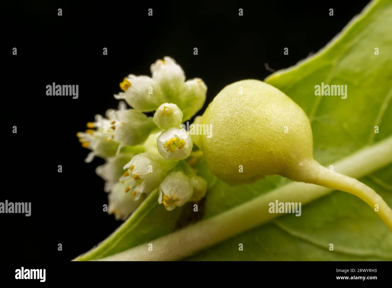 Dodder vine with flowers hi-res stock photography and images - Alamy