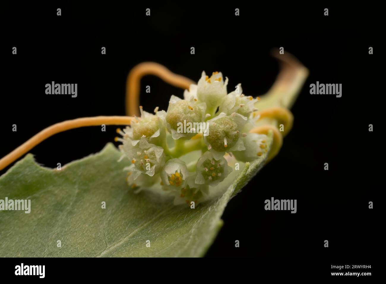 flowers of Parasitic plant Dodder Stock Photo - Alamy