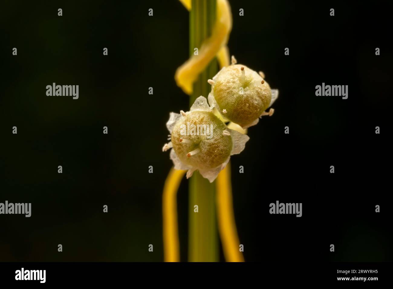 flowers of Parasitic plant Dodder Stock Photo - Alamy