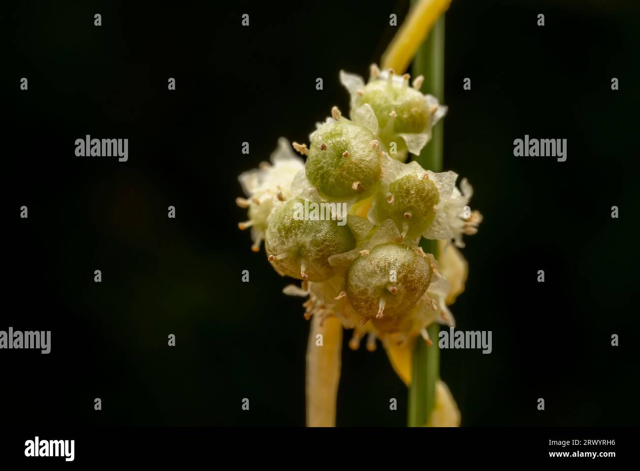 flowers of Parasitic plant Dodder Stock Photo - Alamy
