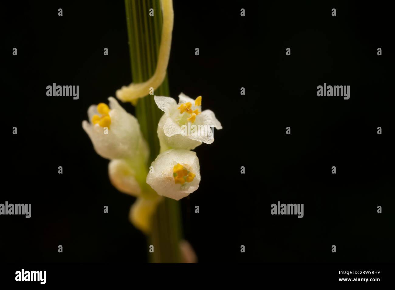 flowers of Parasitic plant Dodder Stock Photo - Alamy